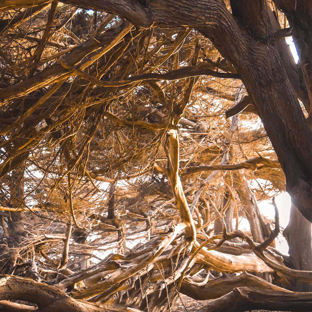 ELLA K MELODIE DE L'ALTAI 100 ml - Fredrik & Louisa